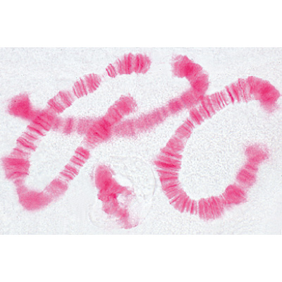 Animal Cell Microscope Slides - LabWorld.co.uk